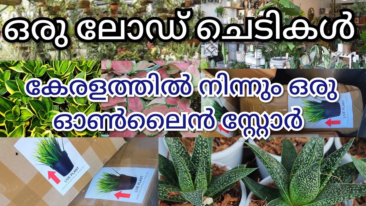 Online plant seller kerala | Buy plants online |Indoor plants sale ...
