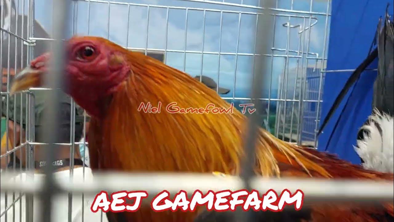 World Gamefowl Expo 2023 AEJ GAMEFARM - YouTube