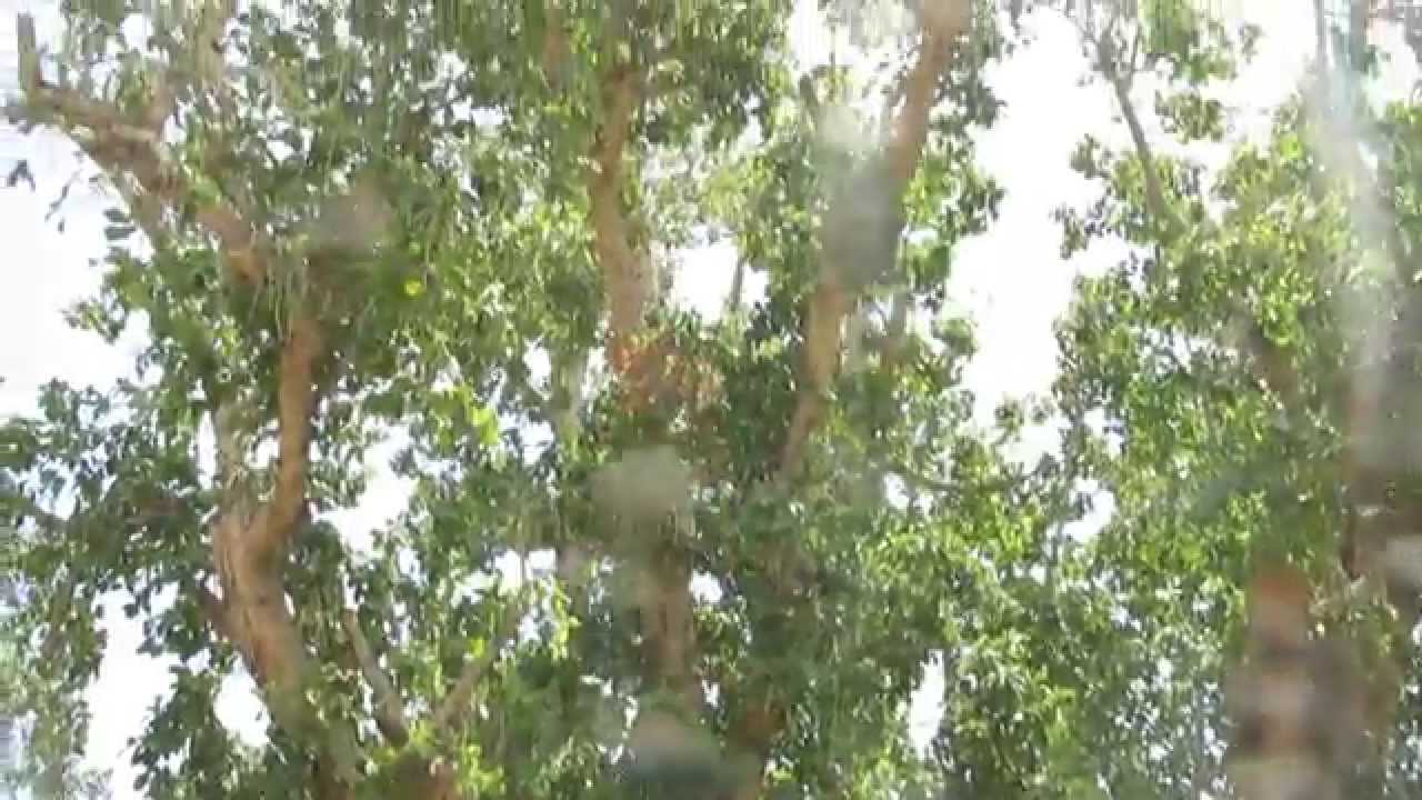 The Sycamore Tree of Zacchaeus the Tax Collector in Jericho - YouTube