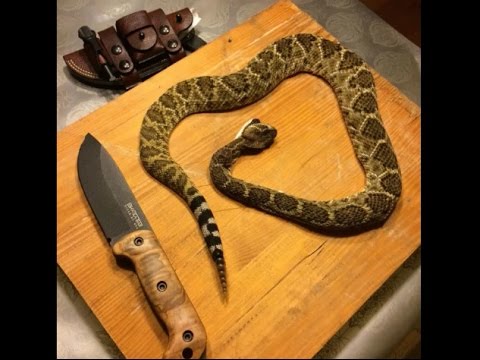 Rattlesnake Dissection - YouTube