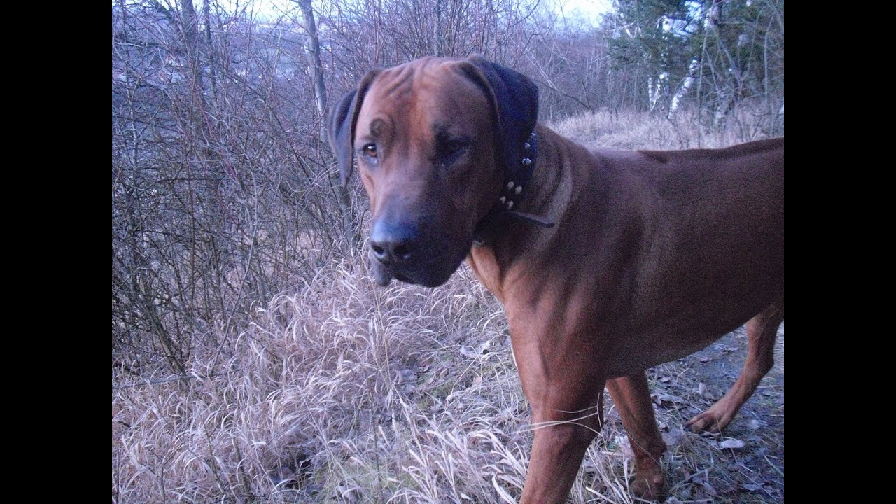 Rhodesian Ridgeback Axel in Rock - YouTube