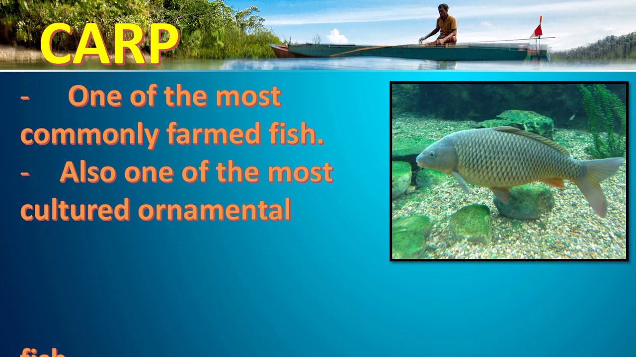 FISH FARMING - HELE 5 - YouTube