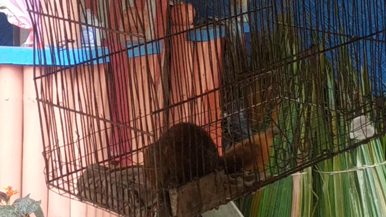 Bising in Palawan. ( Squirrel ) - YouTube