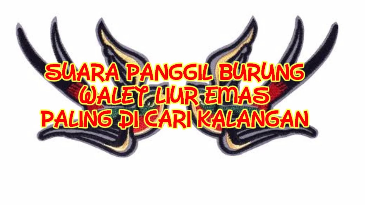 Suara Panggil burung walet liur emas paling di cari kalangan petani ...