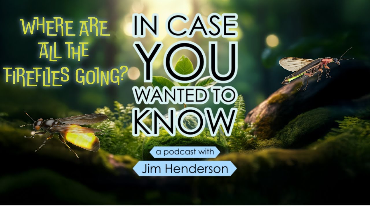 Why Fireflies Are Disappearing (And How to Help) - YouTube