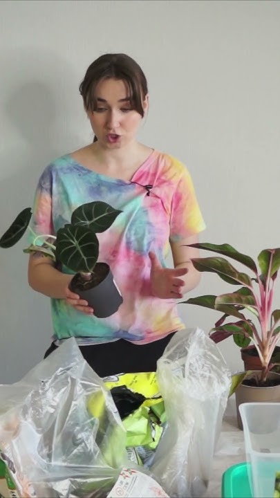 Алоказия Блэк Вельвет #shorts #plants #растения #уходзарастениями # ...