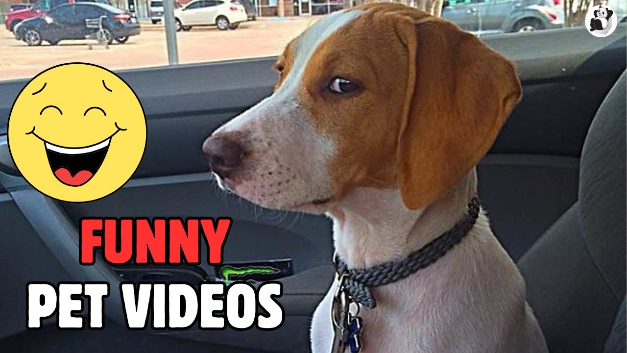 Crazy Cats and Silly Dogs: Funny Pet Moments | Laugh Out Loud with ...