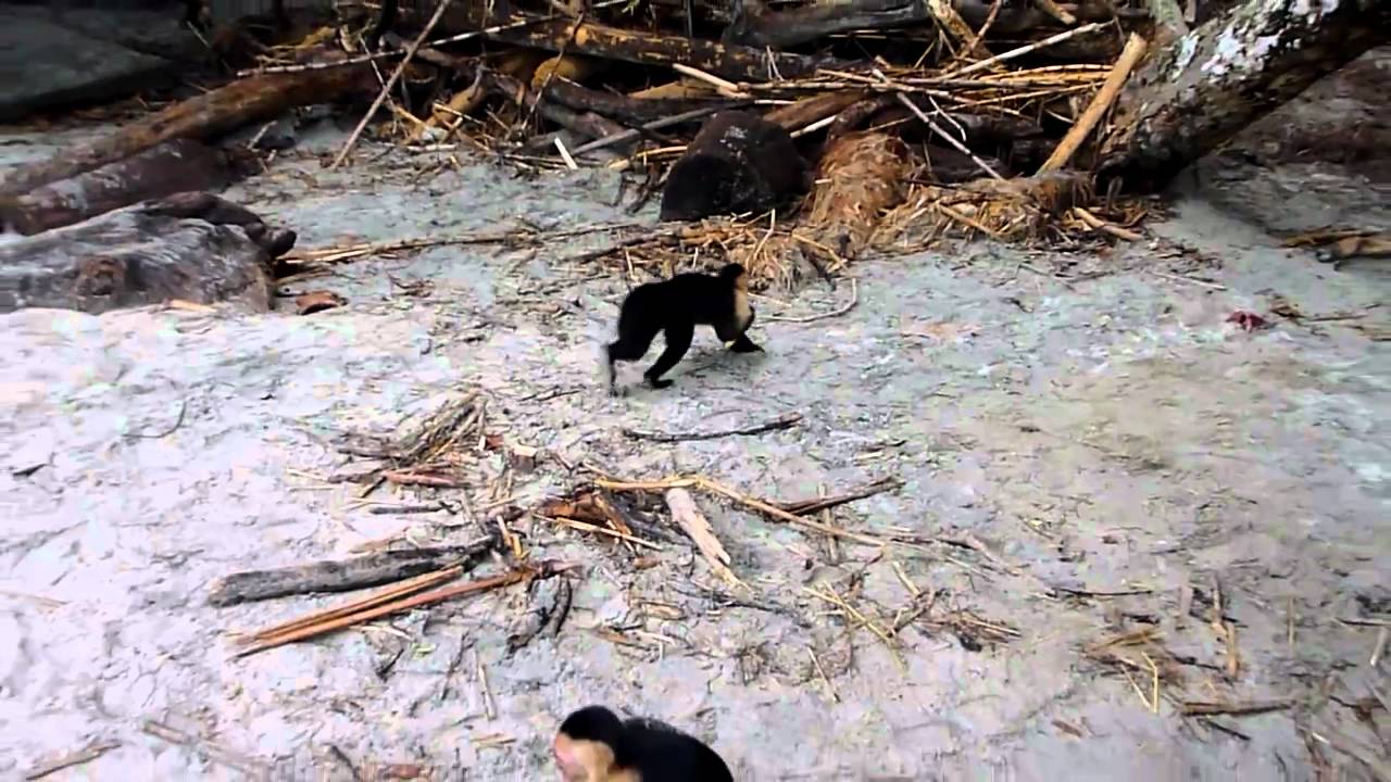 monkeys stealing food - YouTube