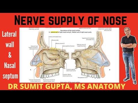 NERVE SUPPLY OF NASAL CAVITY || LATERAL WALL || NASAL SEPTUM || - YouTube
