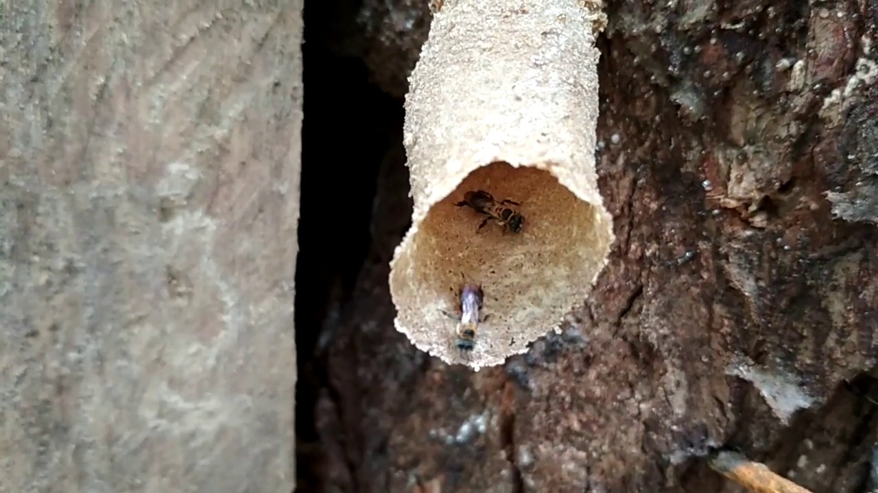 Jual Bibit Lebah Klanceng / Kelulut Trigona Terminata - YouTube