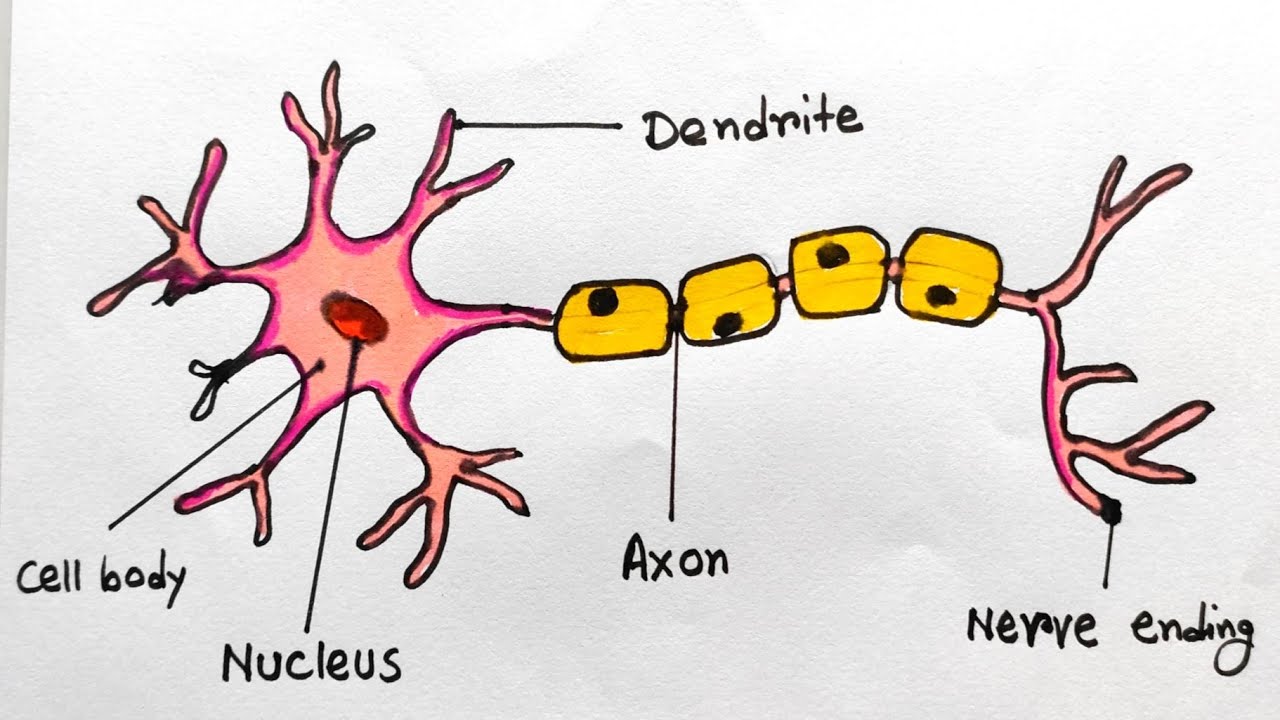 Neuron drawing for science project idea | Neuron drawing easy trick ...