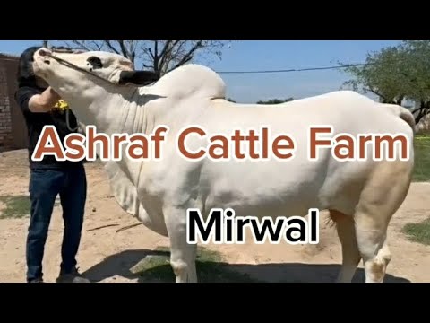 Ashraf Cattle Farm | Mirwal | heavy bulls | qurbani collection - YouTube
