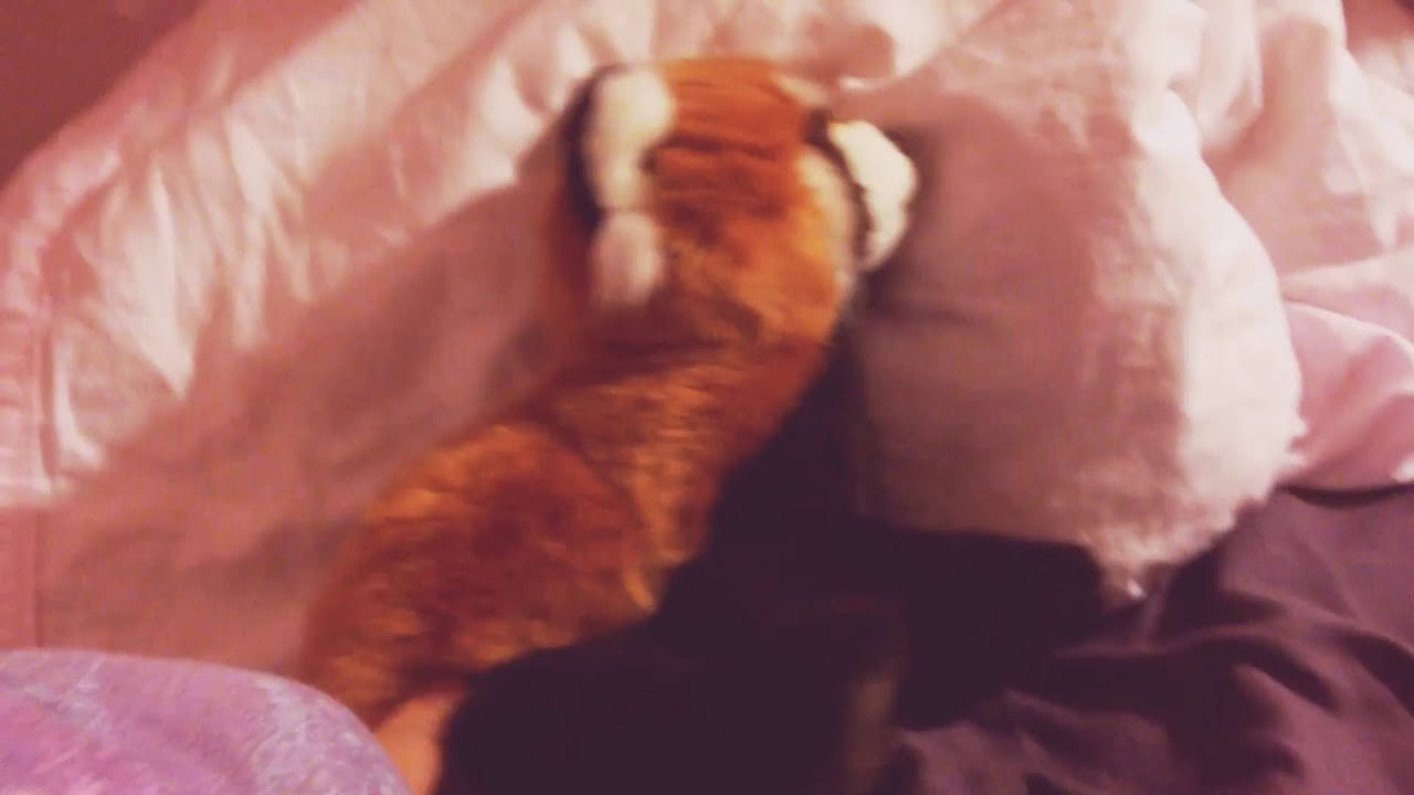 webkinz signature red panda Adonai gets tucked in - YouTube