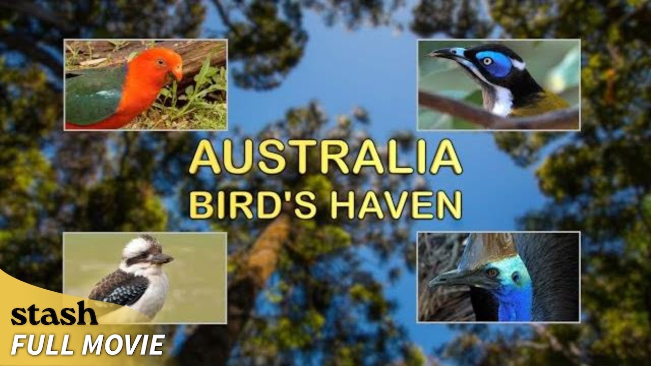 Australia, Bird's Haven | Bird Watching Documentary | Full Movie - YouTube