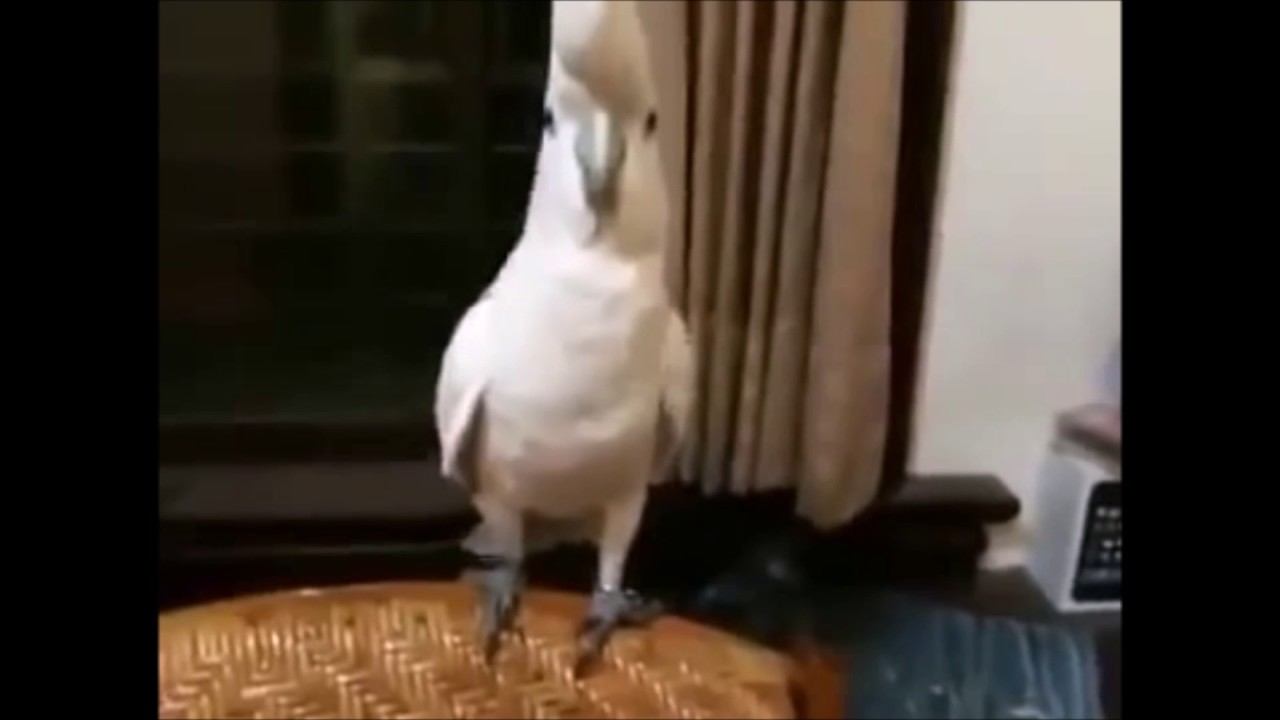 Techno Parrot - YouTube