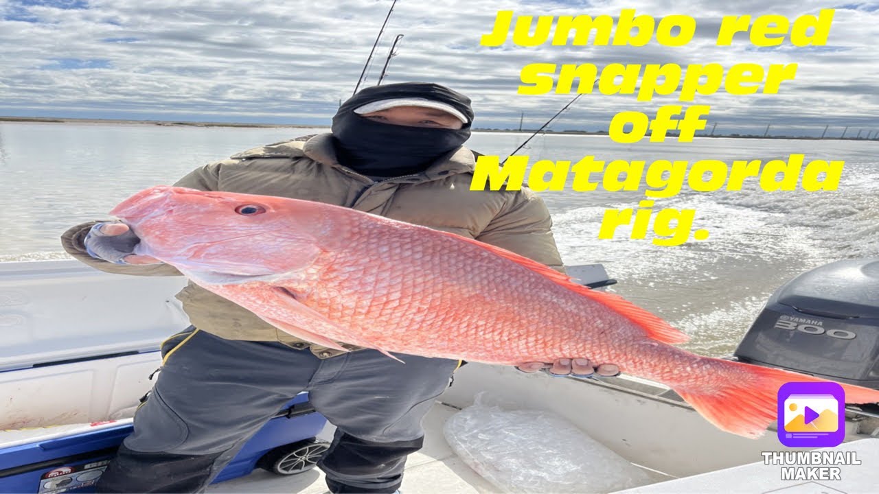 Jumbo red snapper caught off Matagorda rig. - YouTube