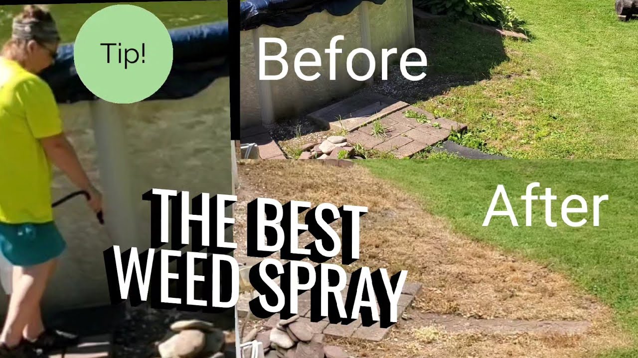BEST Natural Weed Spray Recipe QUICK in 24 Hours or Less - YouTube