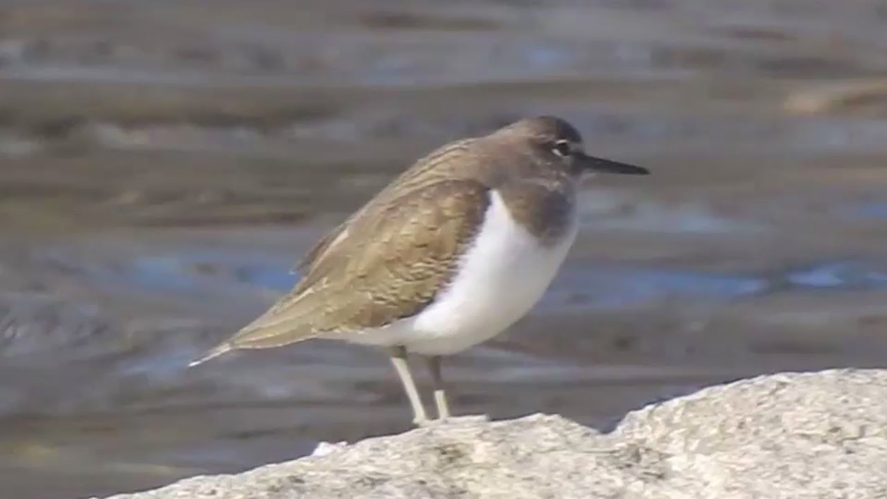Le danze del Piro Piro piccolo e coppia di gattini. #uccelli #birds ...
