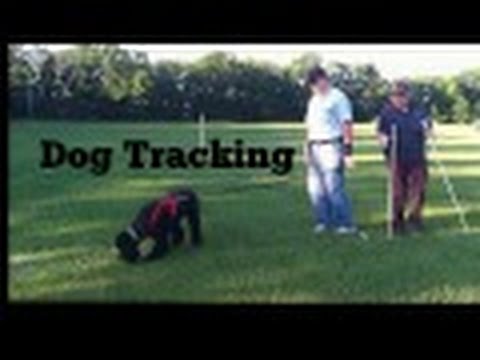 Dog Training | Standard Poodle Intro to Dog Tracking - YouTube