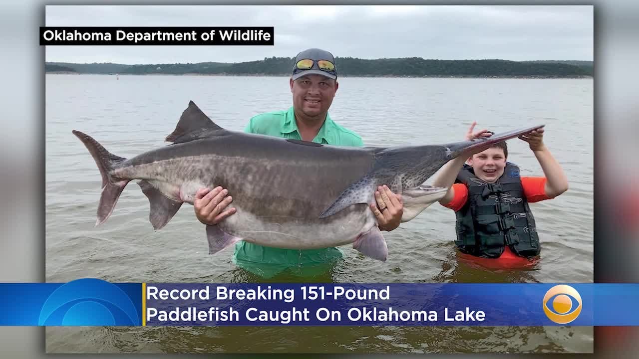 Record Breaking 151-Pound Paddlefish Caught On Oklahoma Lake - YouTube