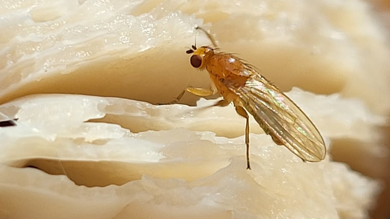 Suillia atricornis (zeldzaam!) - YouTube