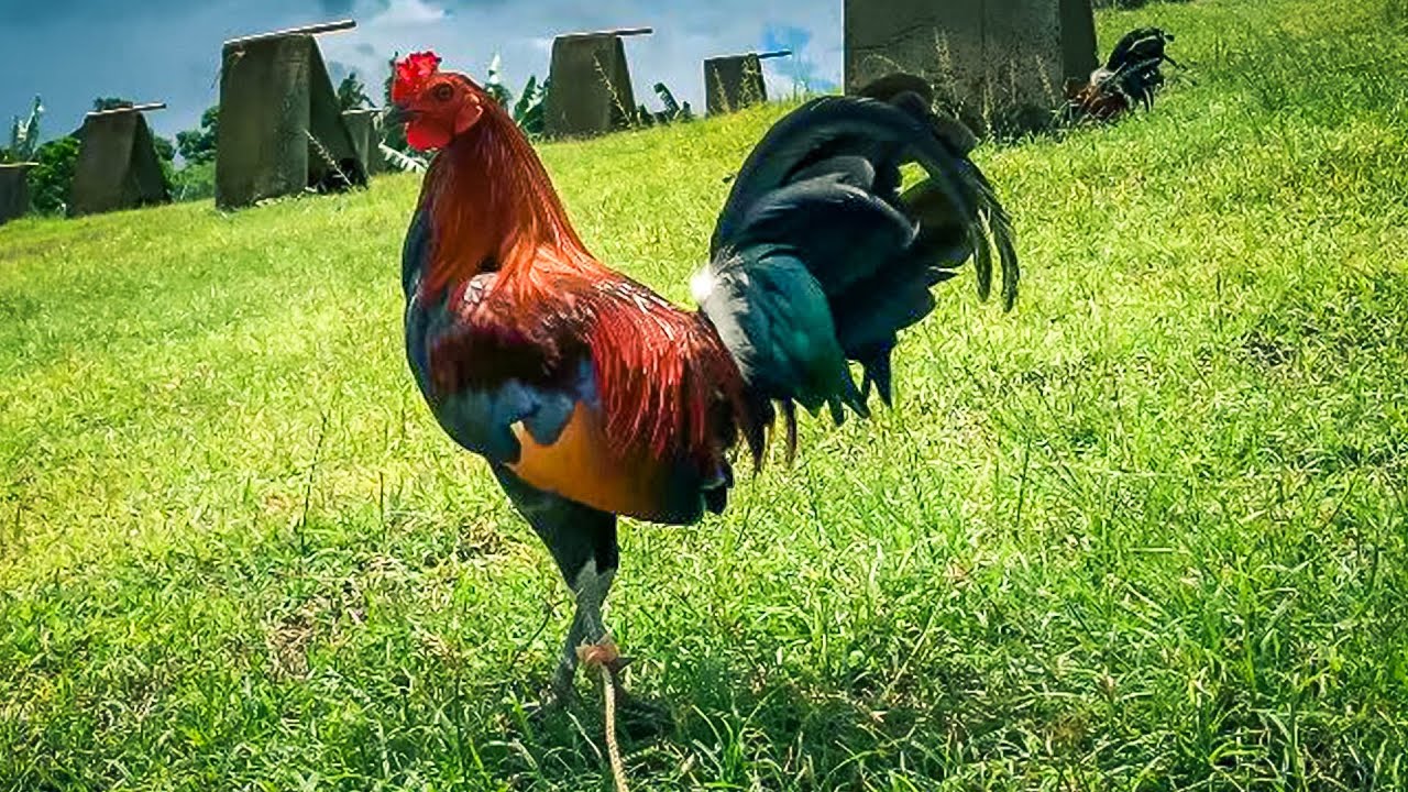 Gilmore Bloodline of AEJ Gamefarm - Barangay Suplang, Tanauan, Batangas ...