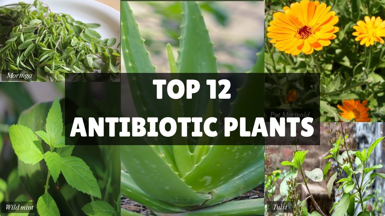 12 Medicinal Plants with Natural Antibiotic Effects.. - YouTube