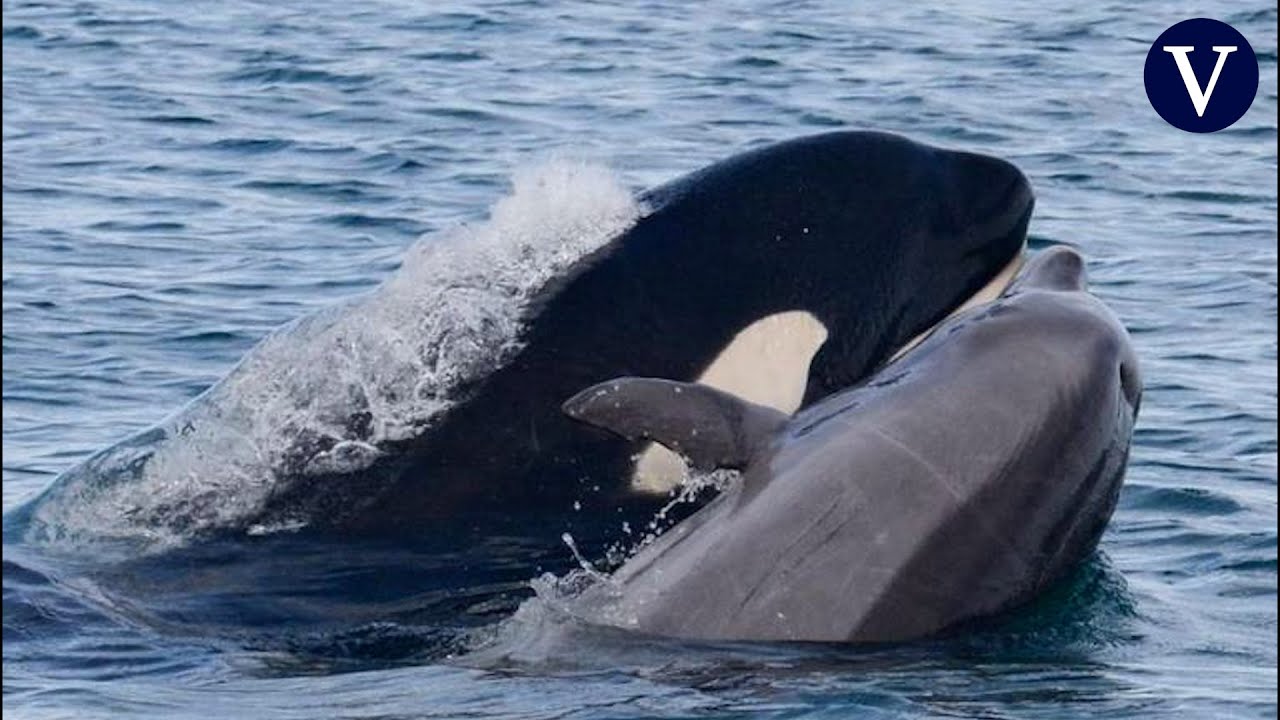 Descubierto un grupo de orcas que devoran delfines en manada - YouTube