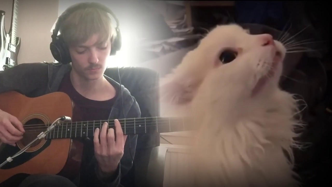 White Cat Meowing Accompanied on Guitar - YouTube