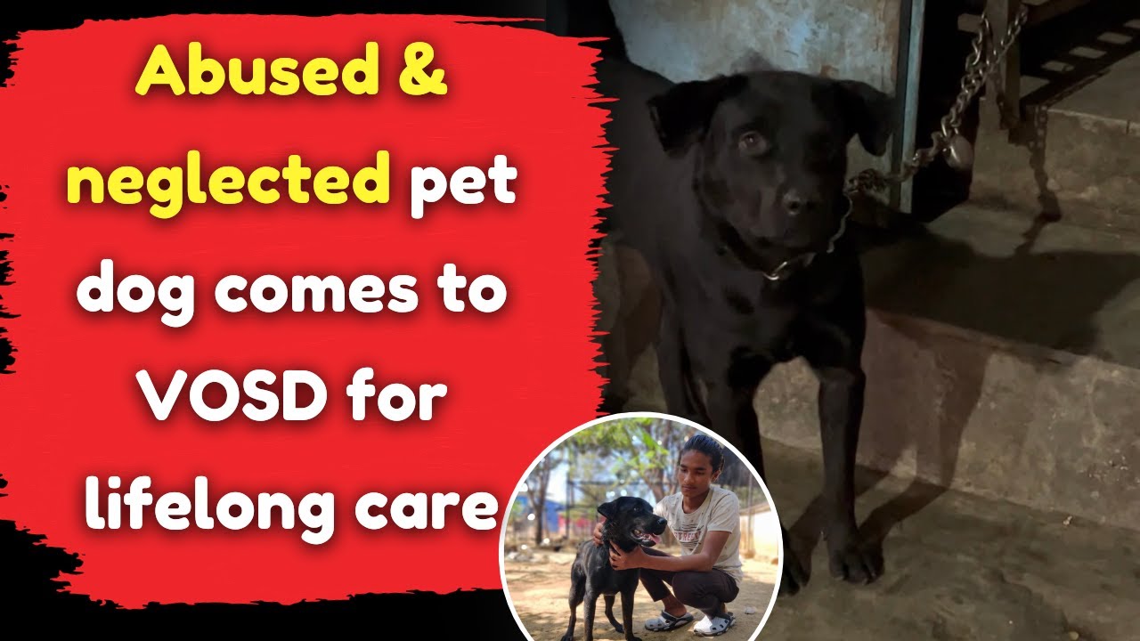 Abused & neglected pet dog comes to VOSD for lifelong care - YouTube