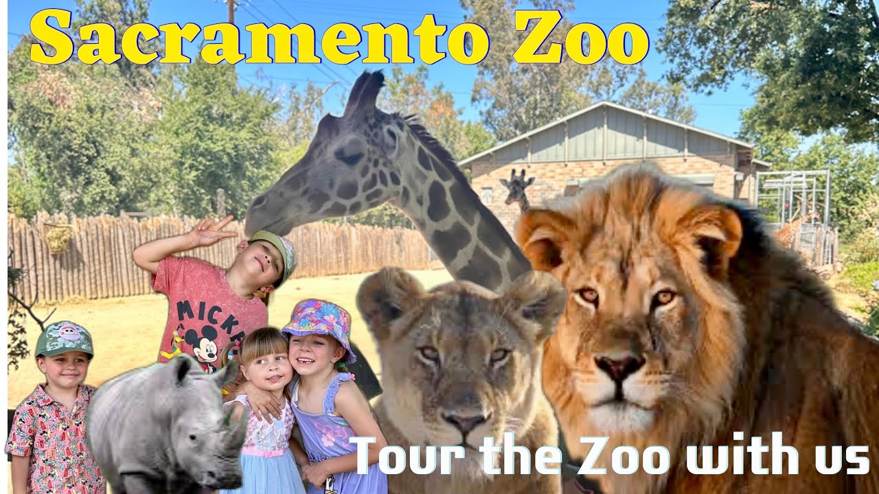 Sacramento Zoo. Tour the zoo with us and learn about animals - YouTube