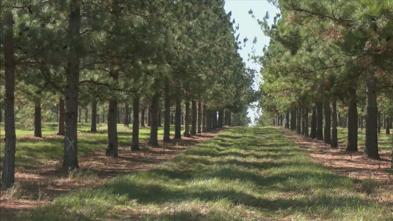 The Florida Forestry Association held a timber tour - YouTube