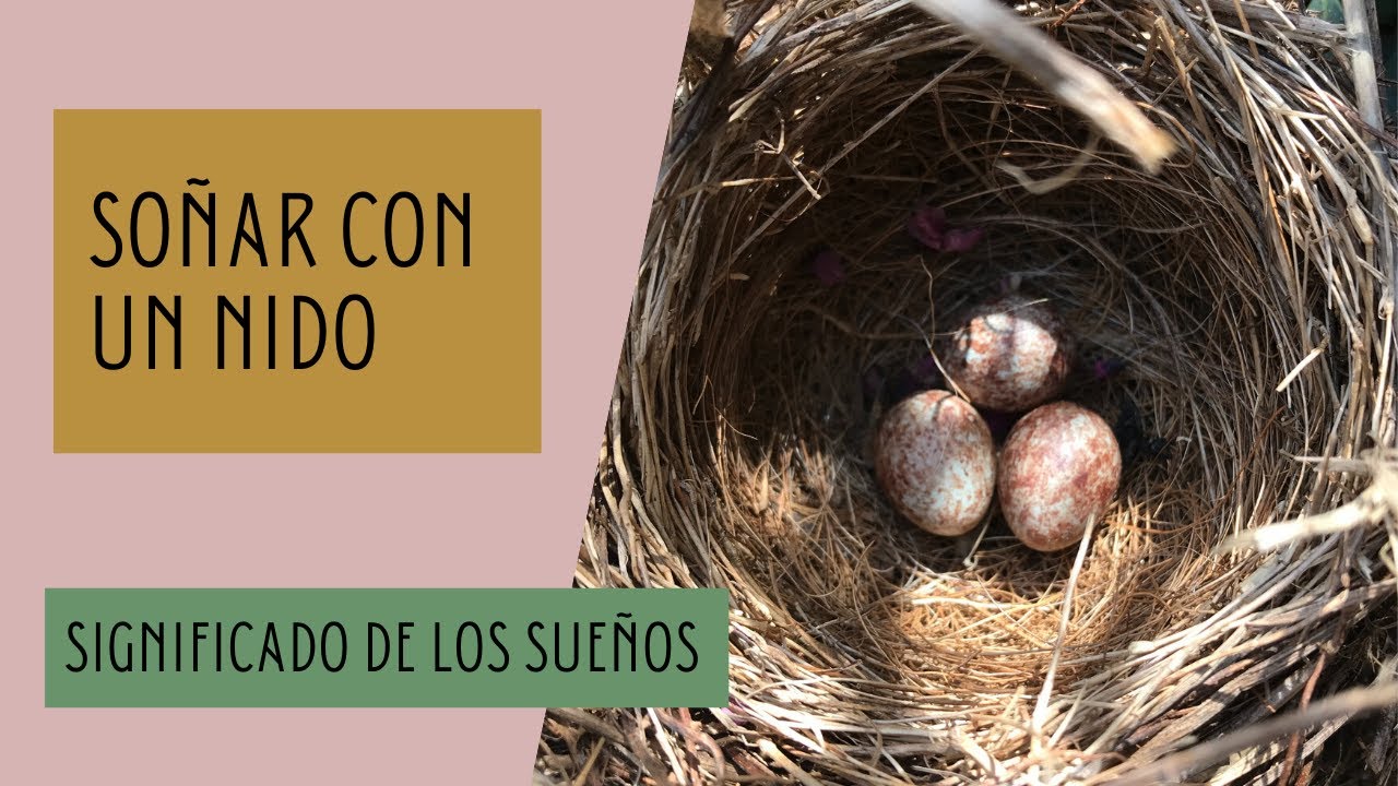 SOÑAR con un NIDO 🐣 SIGNIFICADO de los SUEÑOS 🐣 - YouTube