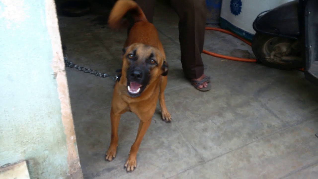kombai aggressive harsh forcefull indian breed - YouTube