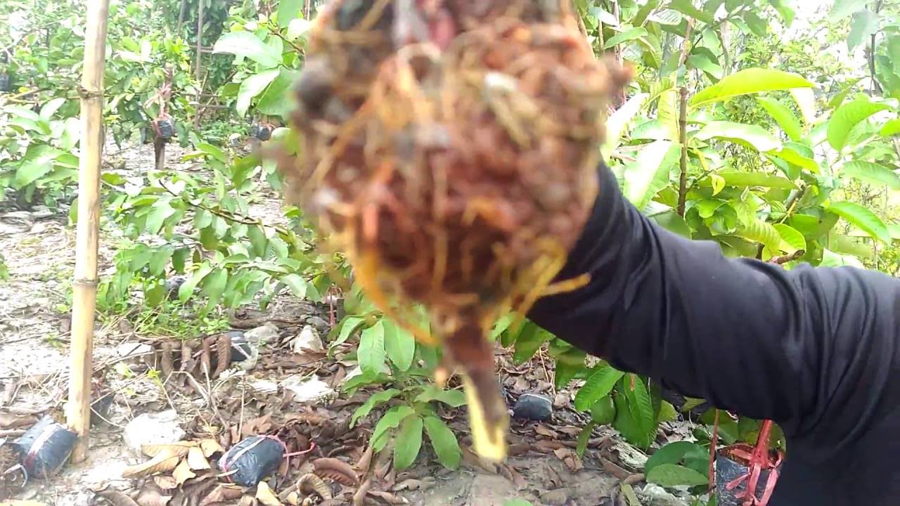 Air layering the methods - YouTube