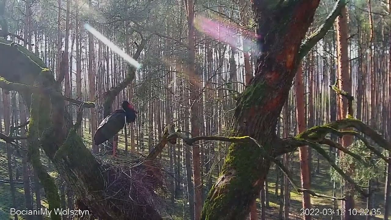 Skierka powraca z zimowiska w Grecji / Skierka returns from her ...