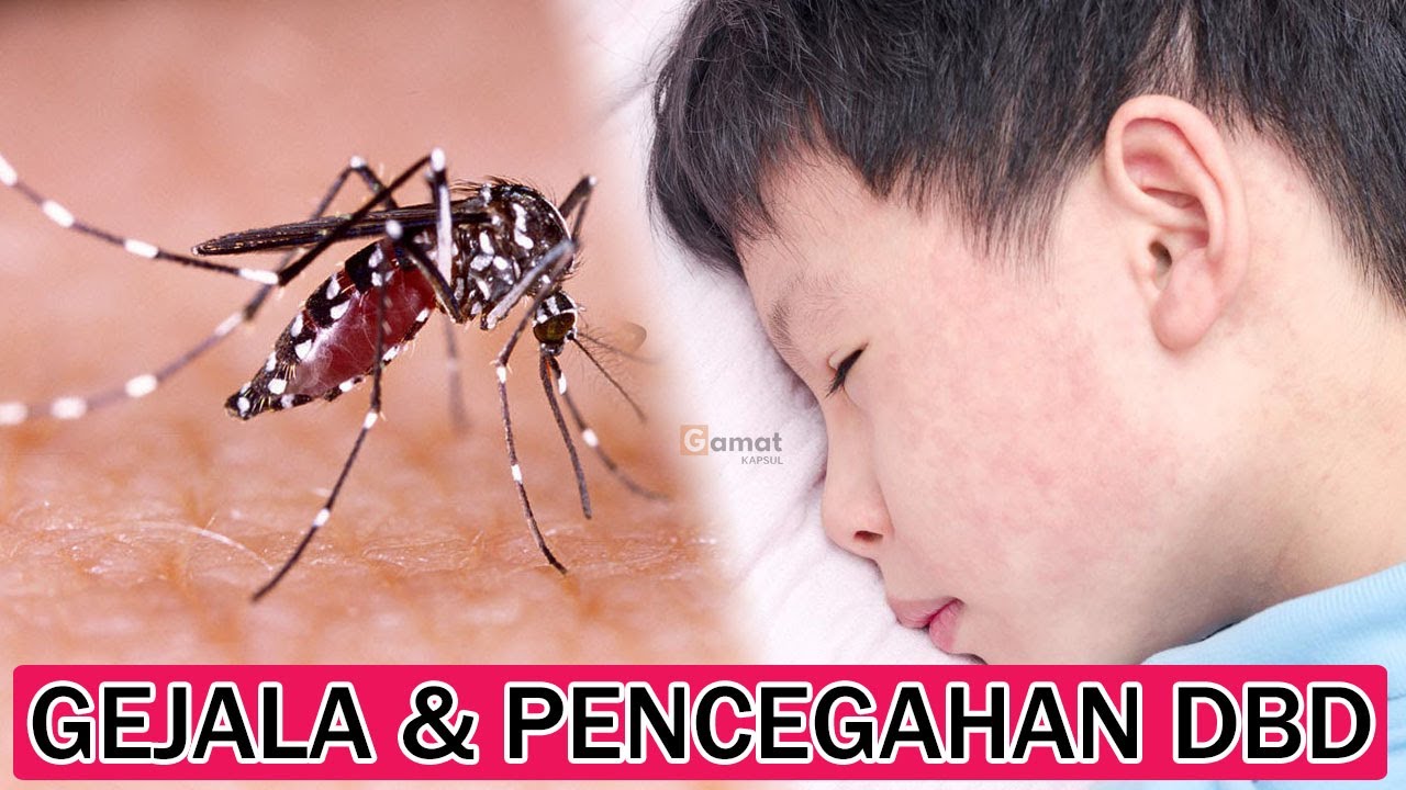 Penyebab , Gejala Dan Cara Pencegahan DBD | Tips Sehat - YouTube