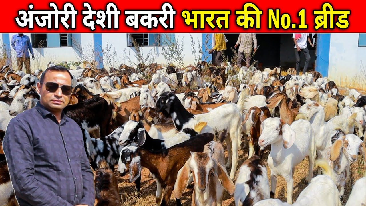 अंजोरी बकरी भारत की No-01 ब्रीड।। Anjori Deshi Goat India's No-01 Breed ...