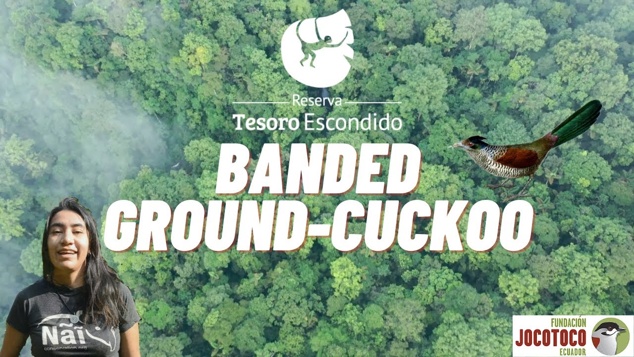 Banded Ground-Cuckoo (Neomorphus radiolosus). Reserva Tesoro Escondido ...
