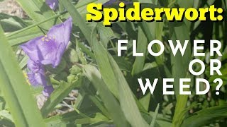 Spiderwort:  Flower or Invasive Pest
