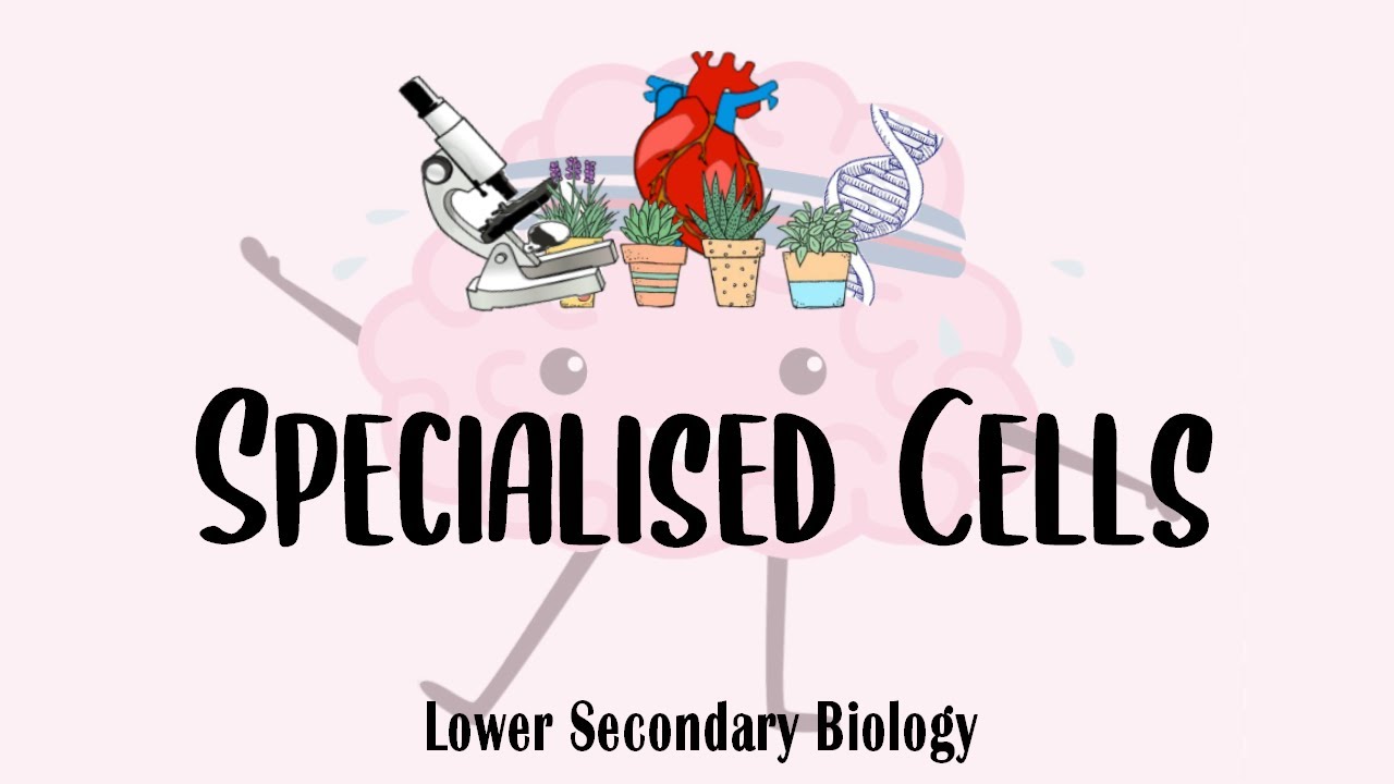 Lower Sec IP Bio: Cells & System - Specialized Cells - YouTube