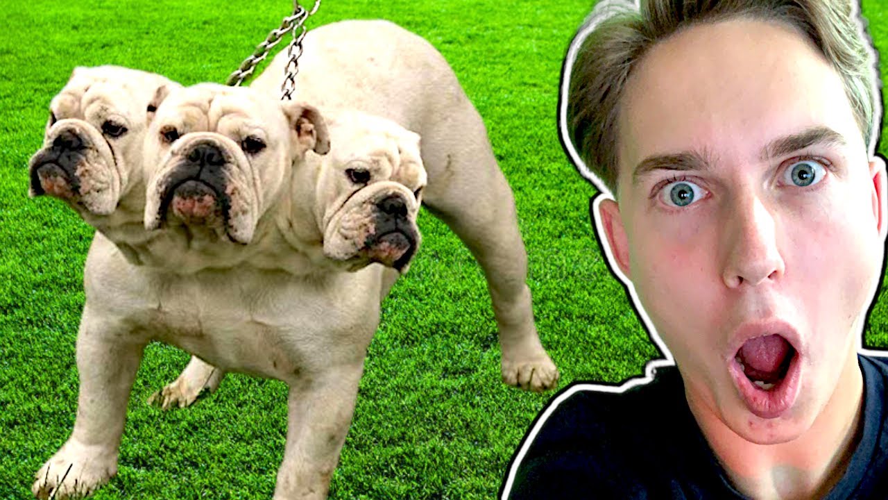 Mest Uhyggelige DYR i VERDEN!! - YouTube