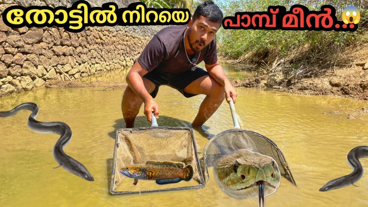 വല നിറയെ പാമ്പ് മീനുകളെ കിട്ടി...പക്ഷെ സംഭവിച്ചത്...😳 | catching sneak ...