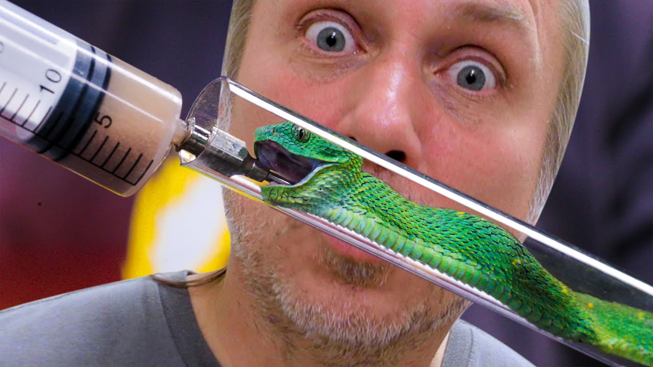 TUBE MEDICATING A VENOMOUS SNAKE TO SAVE ITS LIFE!! | BRIAN BARCZYK ...