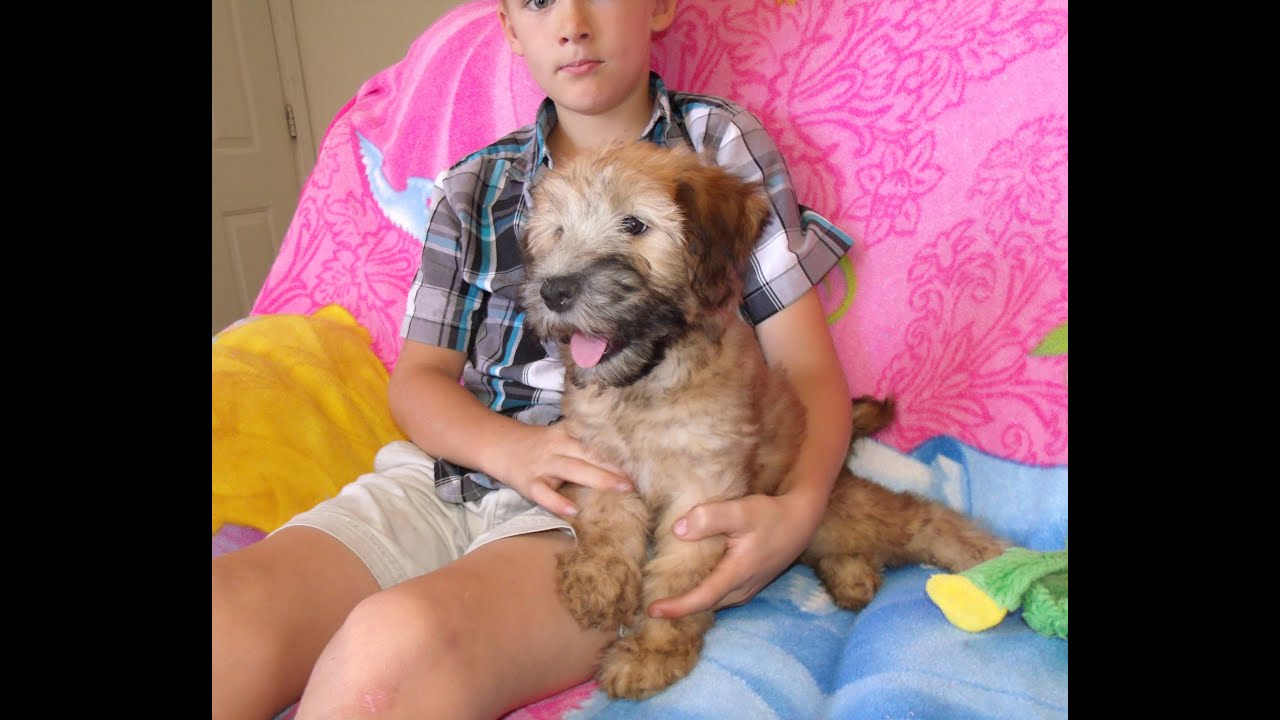 Standard Whoodle Puppy www.sweetwheatens.com - YouTube
