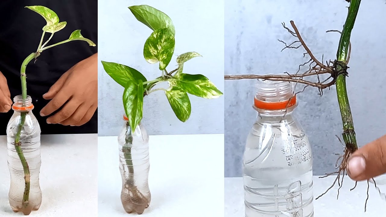 How to grow Money Plant (Pathos) in water Complete guide for beginners ...