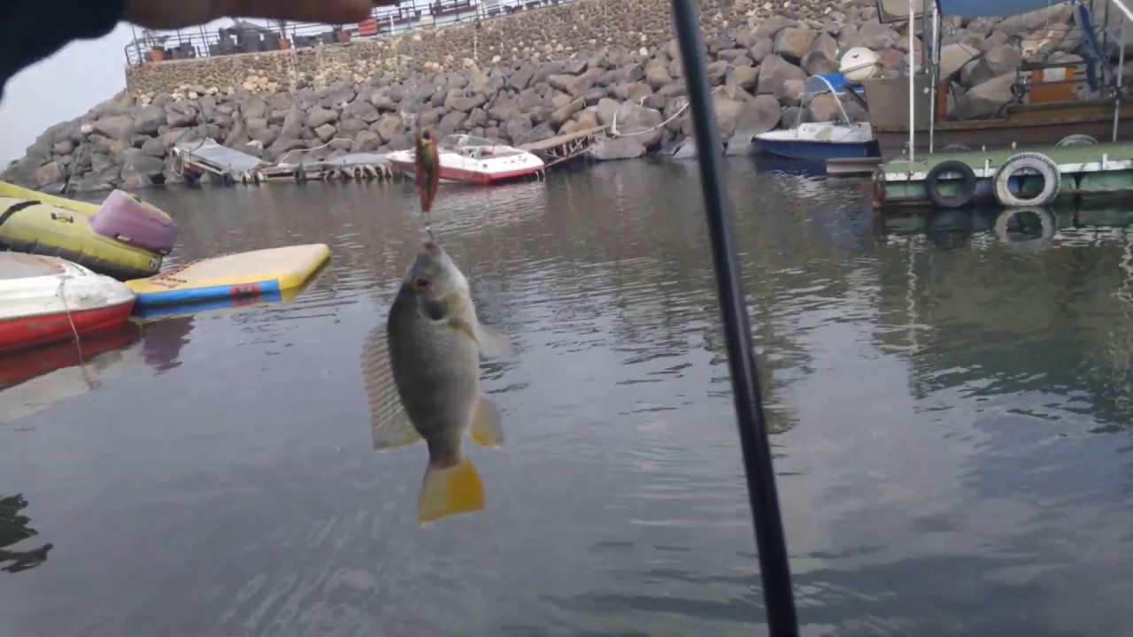 דייג בכנרת 2019 kinneret israel tilapia ultralight fishing sea of ...