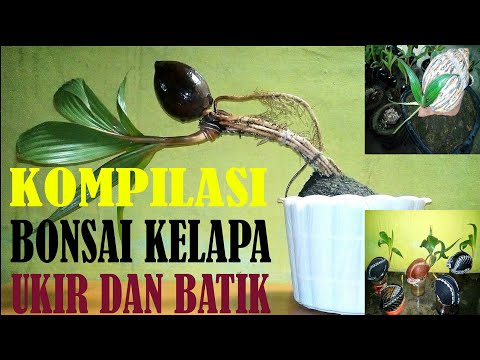 Bonsai kelapa ukir nungging pemula harus nonton video ini