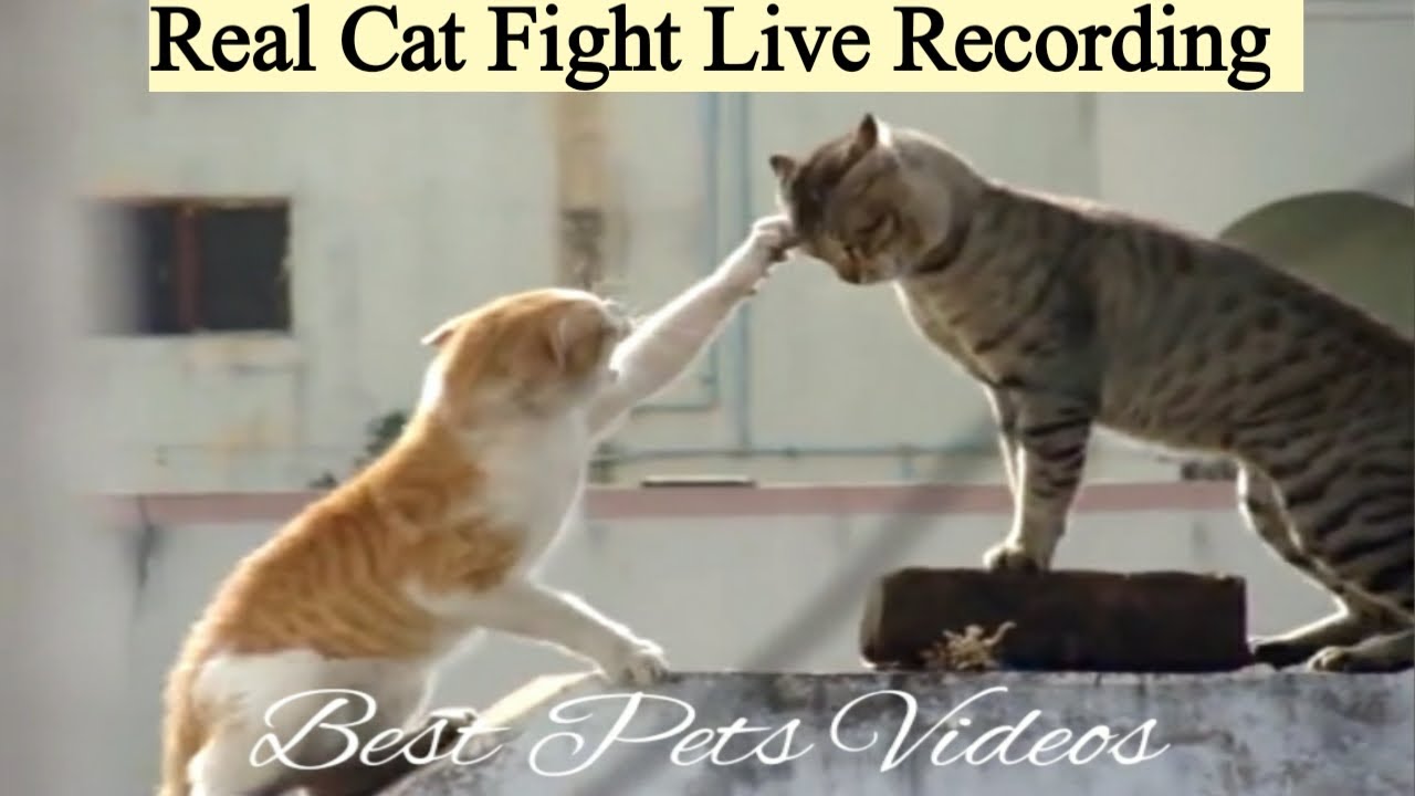 Real Cat Fight|Watch with sound - YouTube