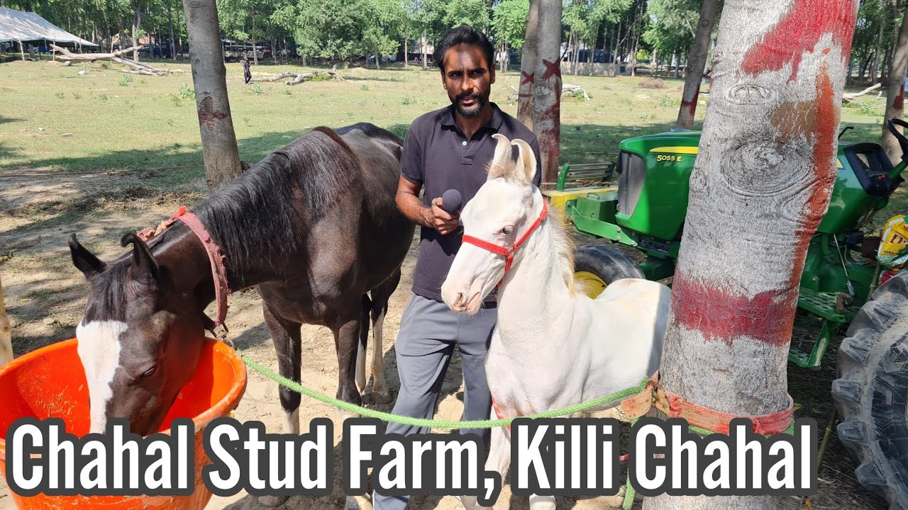 Chahal Stud Farm (Killi Chahal) Ke Ghode at Muktsar Horse Fair Dussehra ...